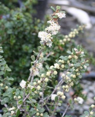 Ceanothus maritimus 'Popcorn' (White) - Devil Mountain Wholesale Nursery
