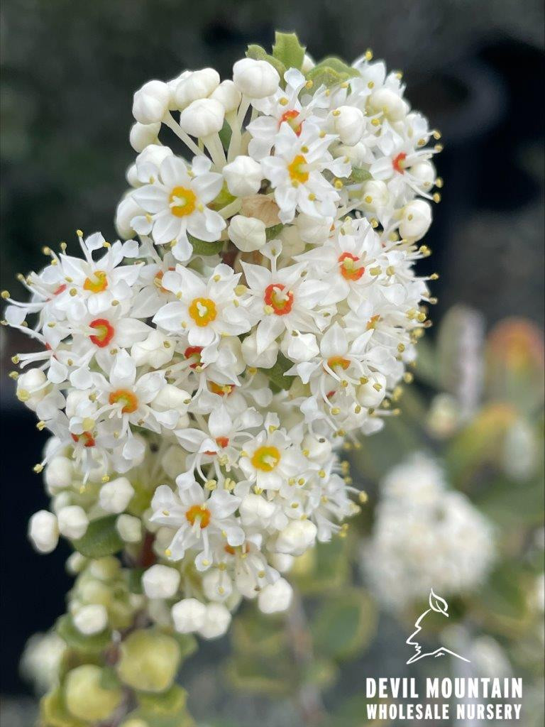 Ceanothus maritimus 'Popcorn' (White) - Devil Mountain Wholesale Nursery