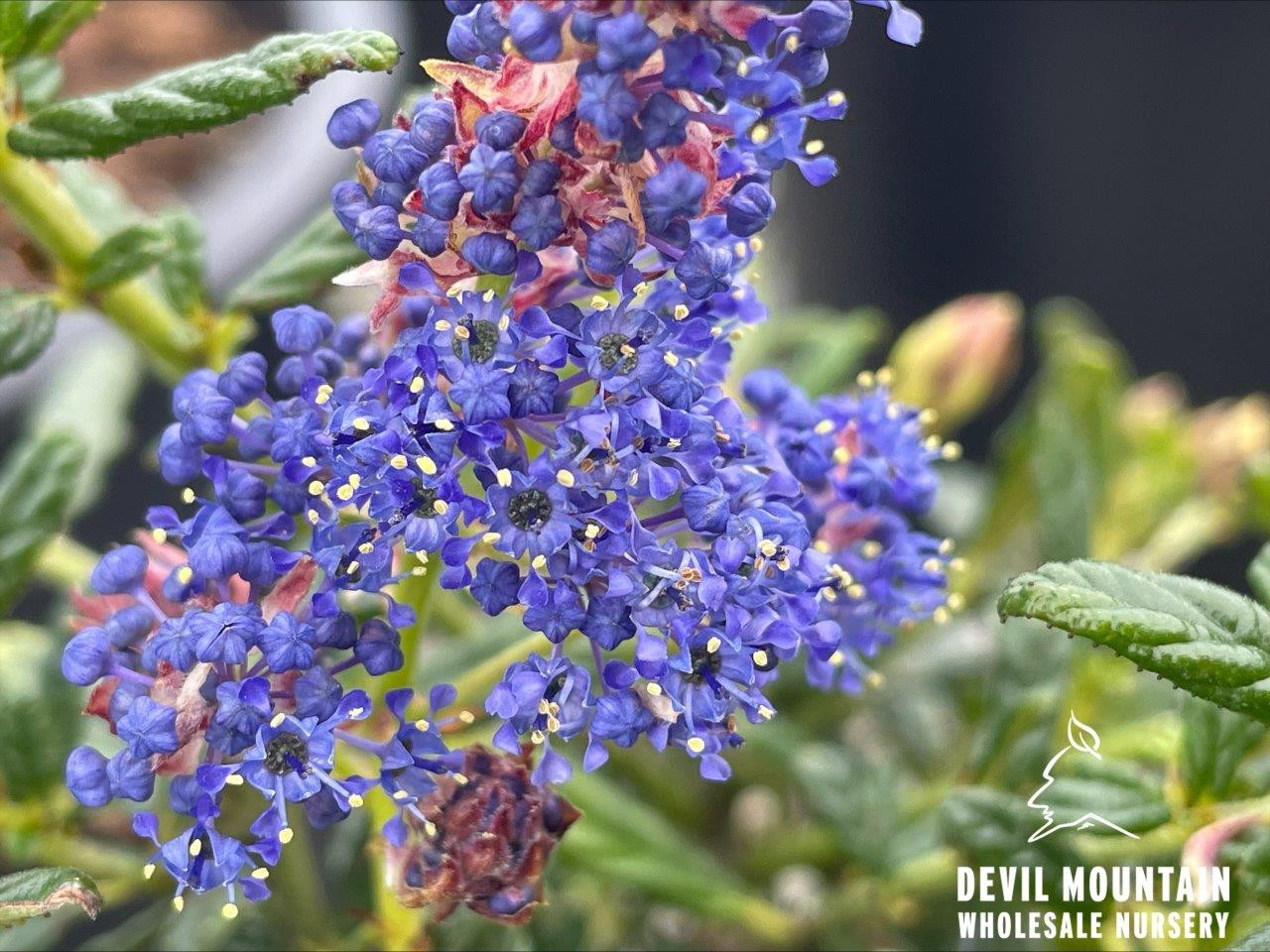 Ceanothus 'Concha' (Blue) - Devil Mountain Wholesale Nursery