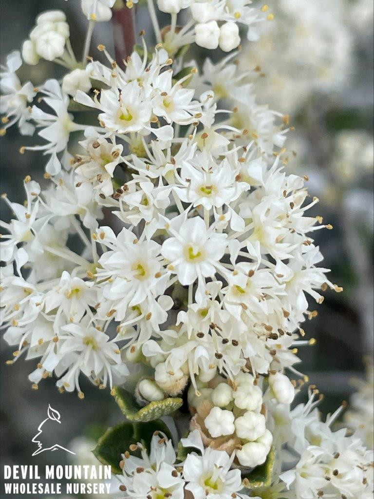 Ceanothus rigidus 'Snowball' - Devil Mountain Wholesale Nursery