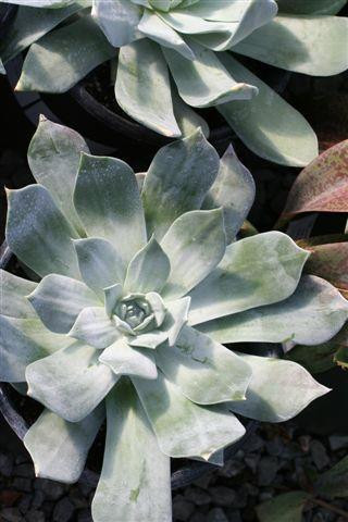 Dudleya pulverulenta - Devil Mountain Wholesale Nursery