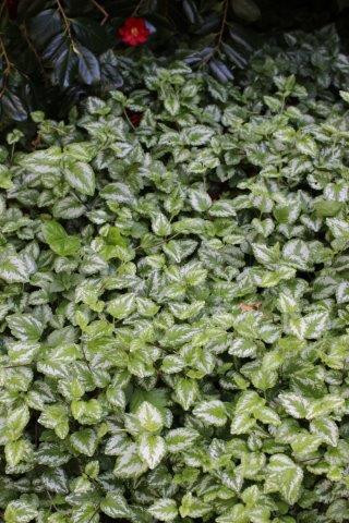 Lamiastrum galeobdolon 'Variegata' - Devil Mountain Wholesale Nursery