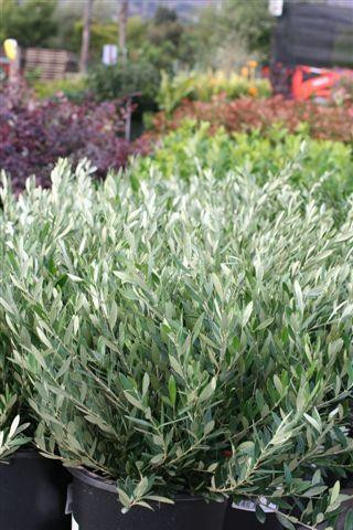 Olea europaea 'Little Ollie' - Devil Mountain Wholesale Nursery