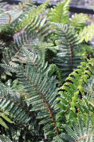 Polystichum polyblepharum - Devil Mountain Wholesale Nursery