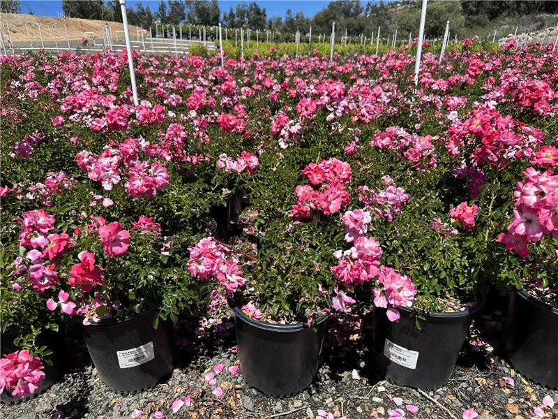 Rosa prostrata - Devil Mountain Wholesale Nursery