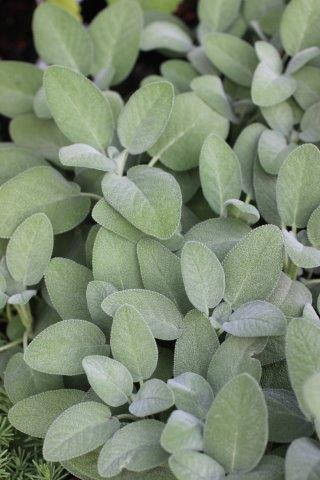Salvia officinalis 'Berggarten' - Devil Mountain Wholesale Nursery
