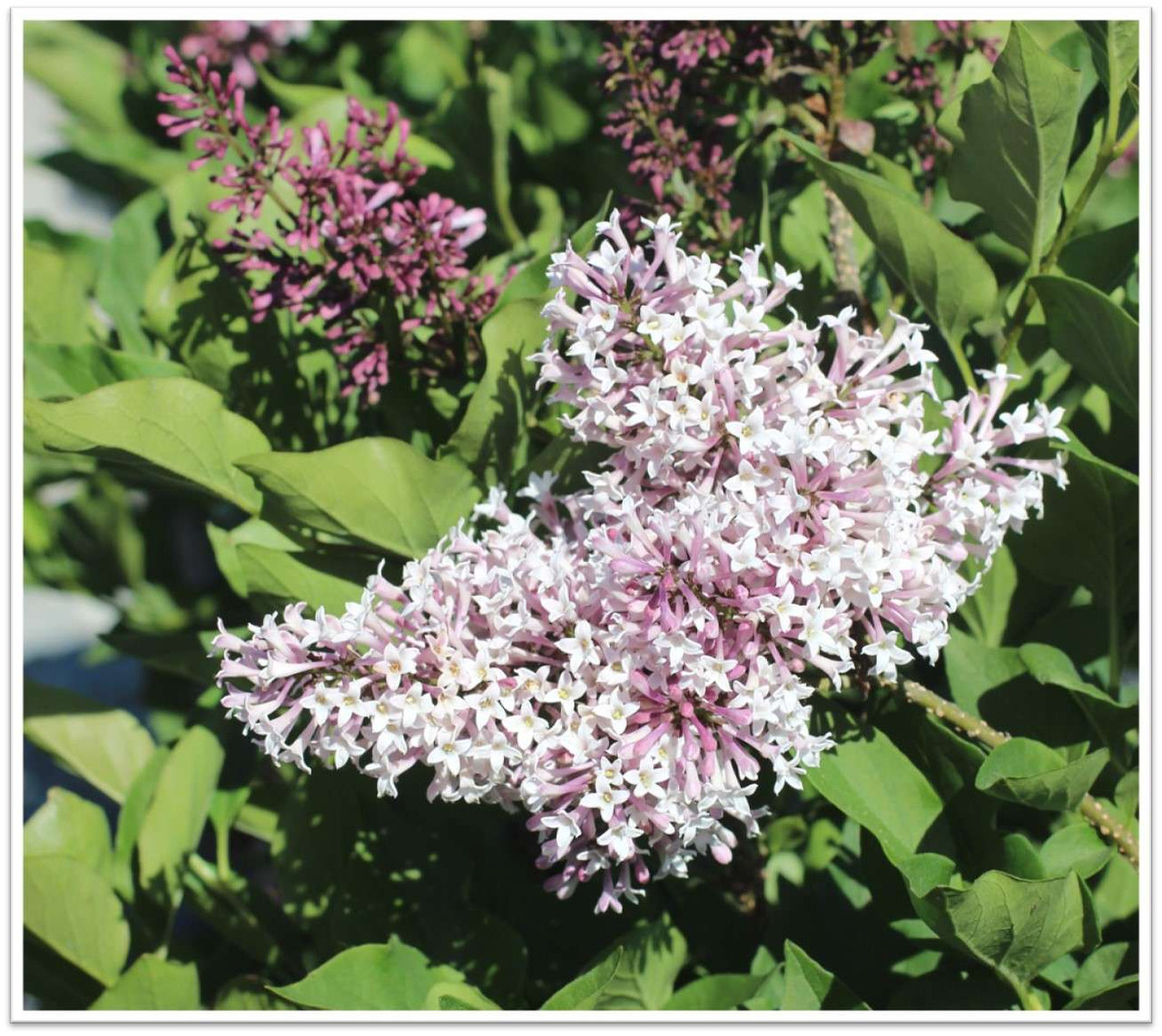Syringa pubescens patula 'Miss Kim' - Devil Mountain Wholesale Nursery