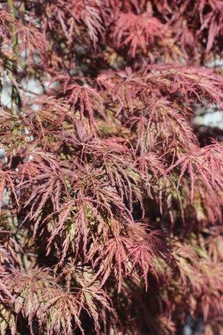 Acer palmatum dissectum 'Inaba Shidare' - Devil Mountain Wholesale Nursery