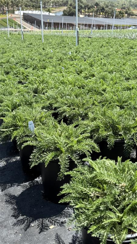 Achillea millefolium 'Island Pink' - Devil Mountain Wholesale Nursery