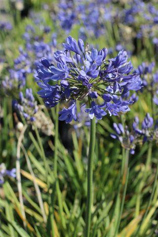 Agapanthus x 'Midnight' (Dark Blue) - Devil Mountain Wholesale Nursery