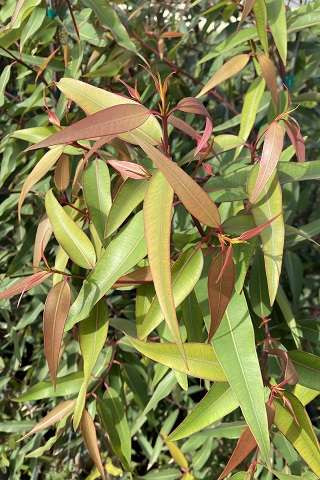Angophora costata - Devil Mountain Wholesale Nursery
