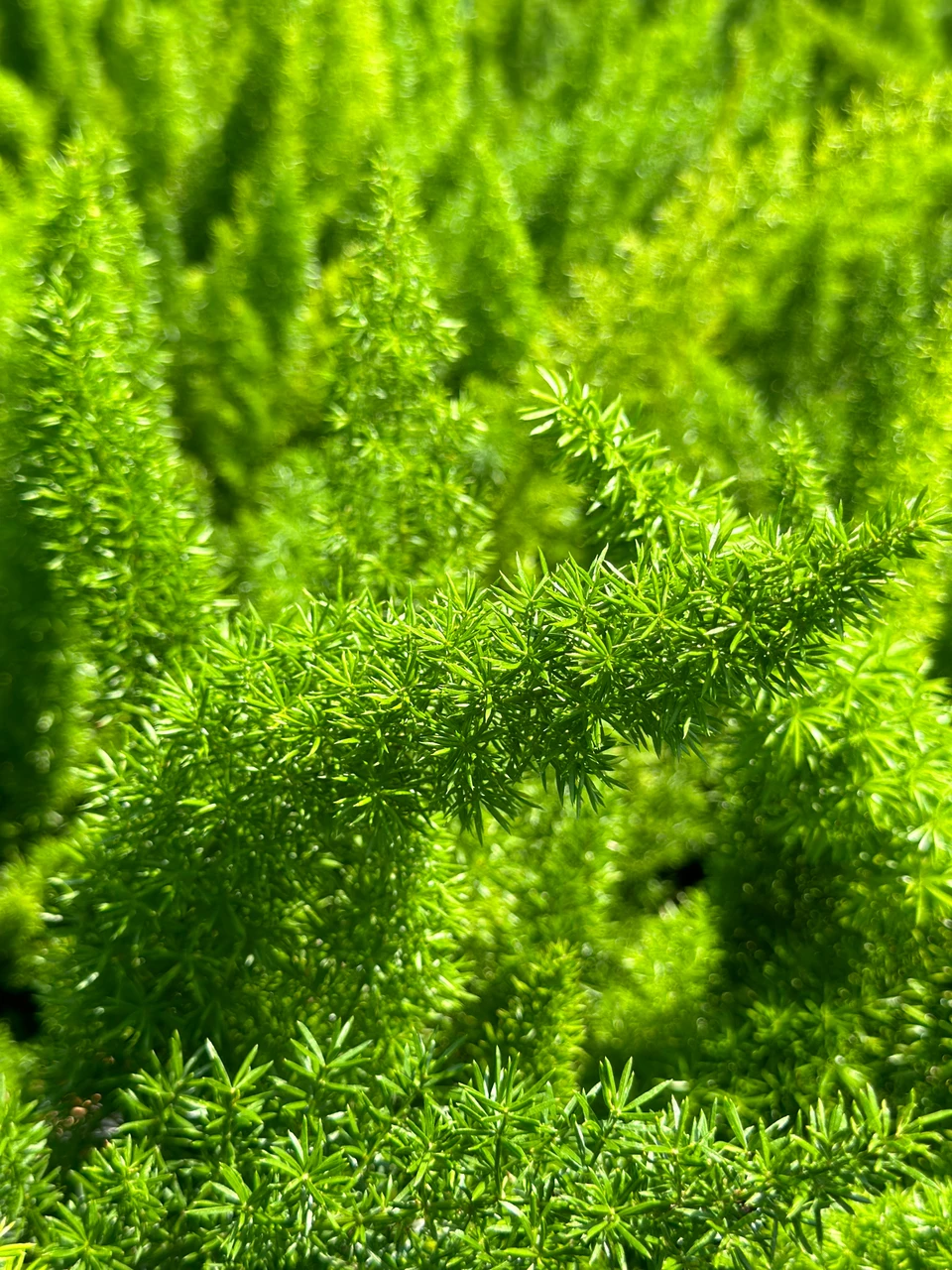 Asparagus Densiflorus Myriocladus Symbolism