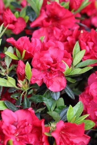 Azalea 'Autumn Fire' (Red) - Devil Mountain Wholesale Nursery