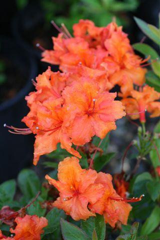 Azalea 'Gibraltar' (Orange/Pink) - Devil Mountain Wholesale Nursery