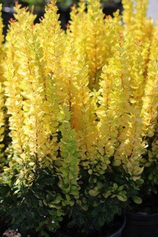Berberis thunbergii 'Golden Rocket' - Devil Mountain Wholesale Nursery