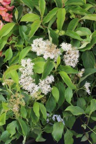 Cornus sericea 'Kelseyi' (White) - Devil Mountain Wholesale Nursery