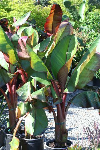 Ensete ventricosum 'Maurelii' - Devil Mountain Wholesale Nursery