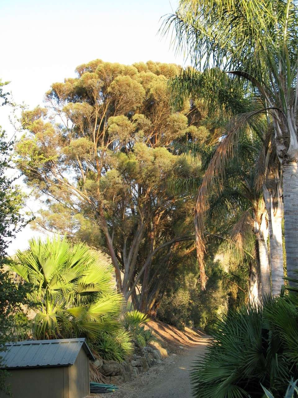 Eucalyptus spathulata - Devil Mountain Wholesale Nursery