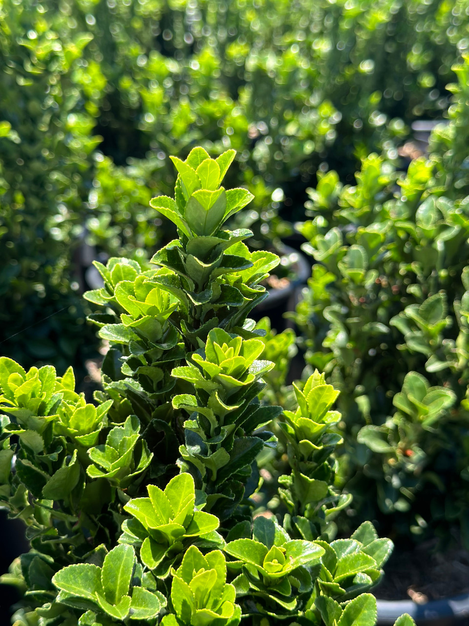 Euonymus Japonicus