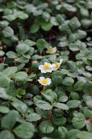 Fragaria chiloensis - Devil Mountain Wholesale Nursery