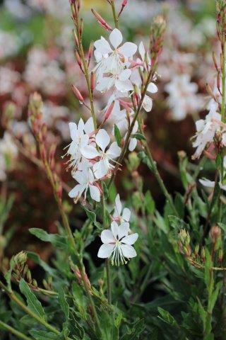 Gaura lindheimeri 'Butterfly White' - Devil Mountain Wholesale Nursery