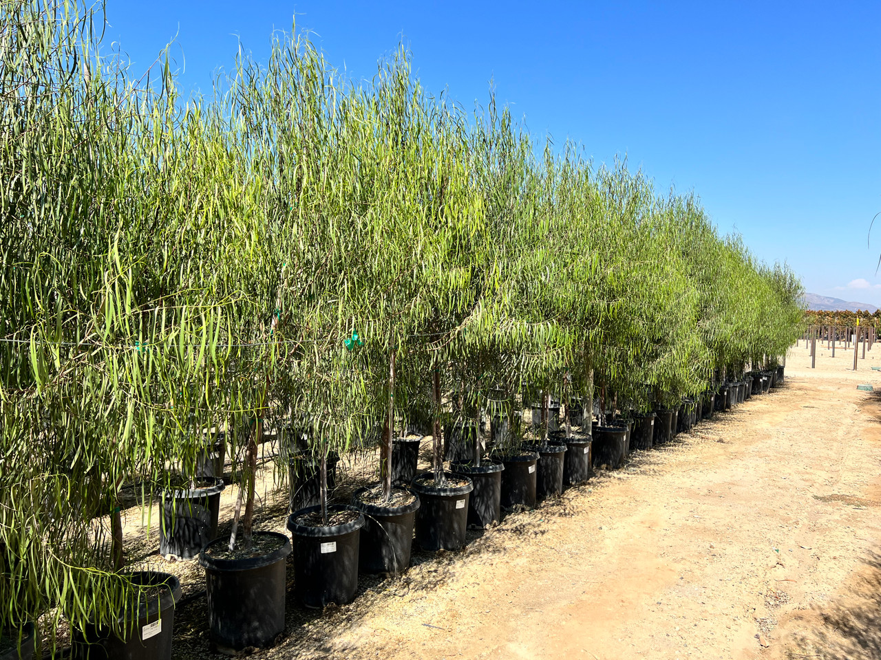 Geijera parviflora - Devil Mountain Wholesale Nursery