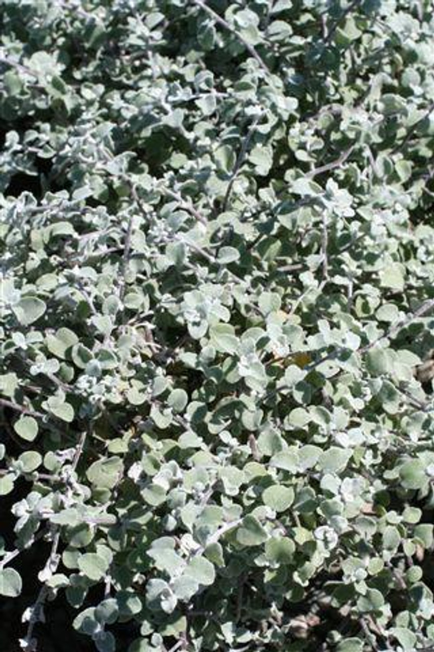 Helichrysum petiolare - Devil Mountain Wholesale Nursery Helichrysum petiolare - Devil Mountain Wholesale Nursery