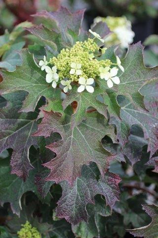 Hydrangea quercifolia 'Pee Wee' - Devil Mountain Wholesale Nursery