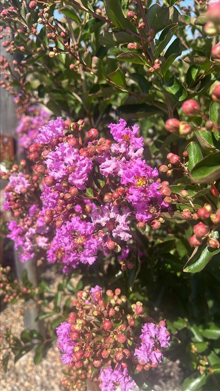 Lagerstroemia 'Catawba' - Devil Mountain Wholesale Nursery