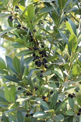 Laurus nobilis - Devil Mountain Wholesale Nursery