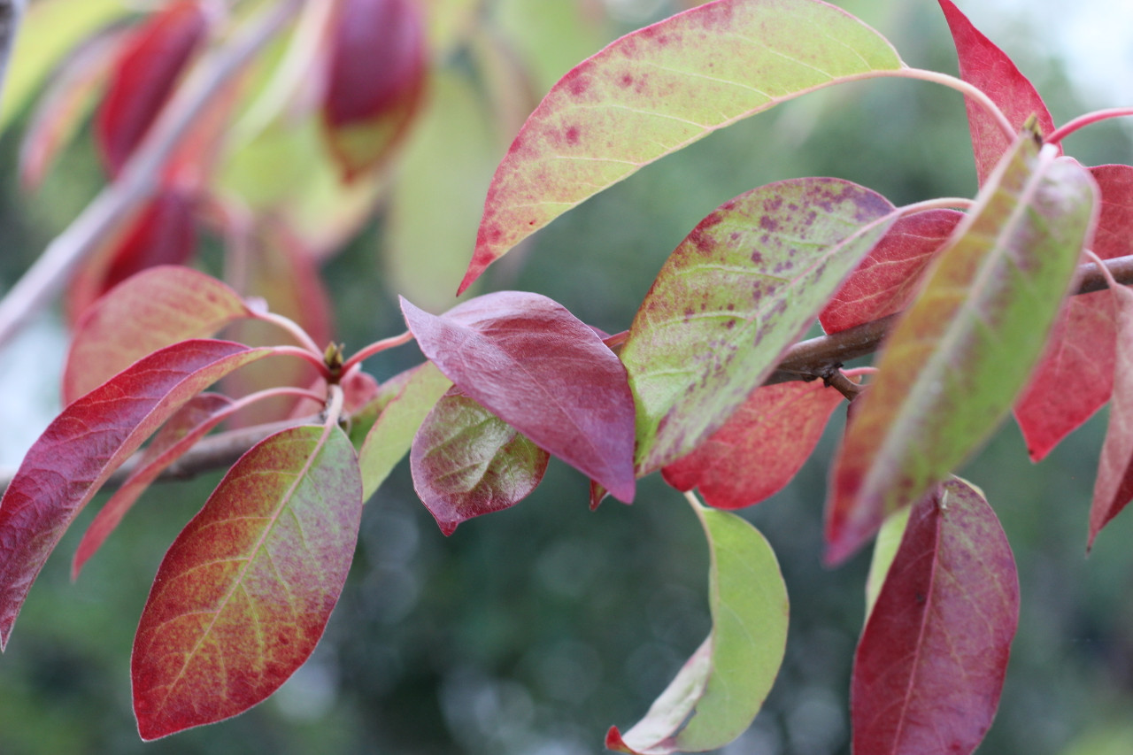 Nyssa sylvatica 'Red Rage' - Devil Mountain Wholesale Nursery