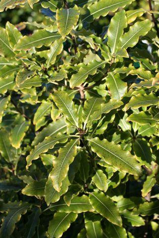 Pittosporum eugenioides - Devil Mountain Wholesale Nursery