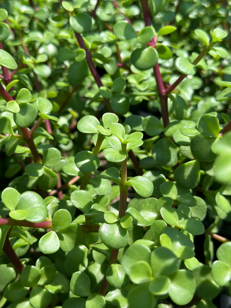 Portulacaria afra - Devil Mountain Wholesale Nursery