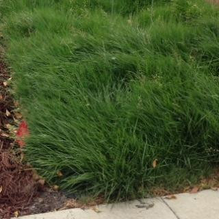 Delta Bluegrass Company Native Bentgrass - Devil Mountain Wholesale Nursery