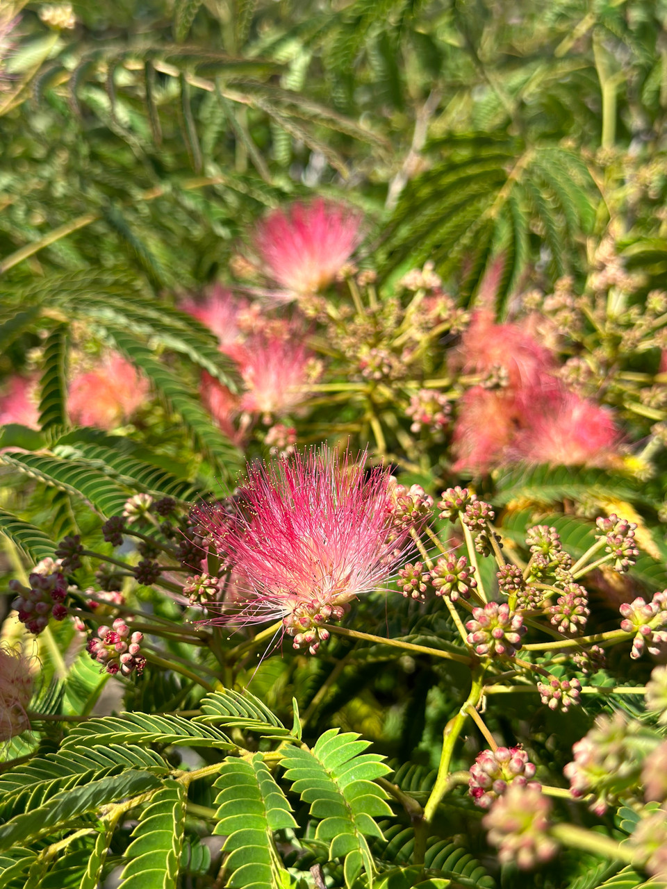 Albizia julibrissin store