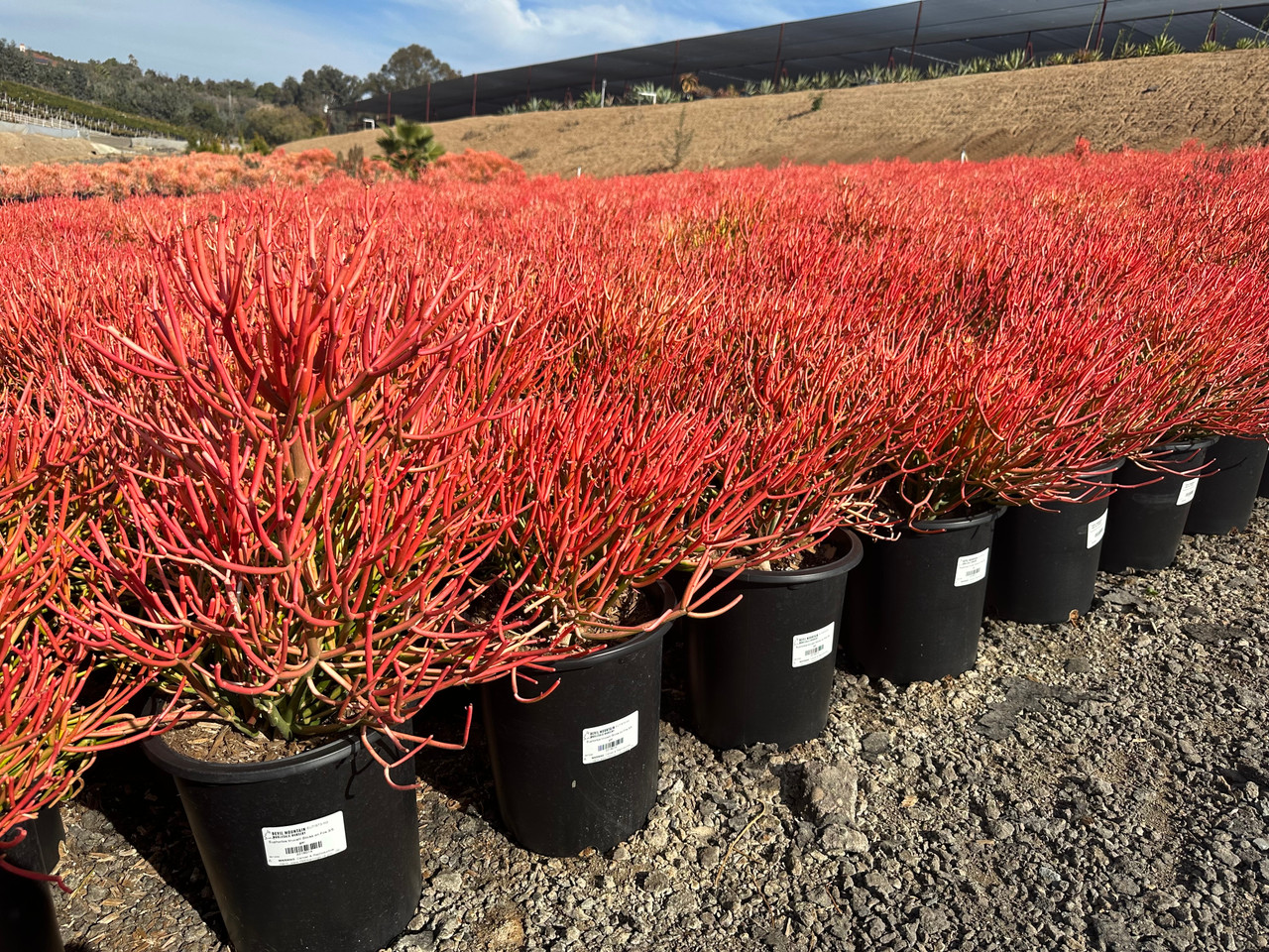 Euphorbia Tirucalli Sticks On Fire