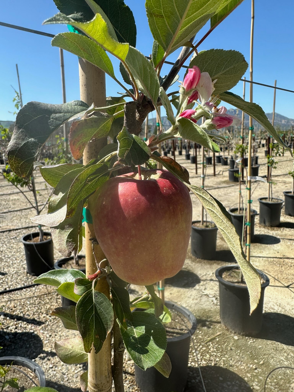 Apple 'Anna' - Devil Mountain Wholesale Nursery