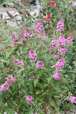 Buddleja davidii 'Pink Delight' - Devil Mountain Wholesale Nursery