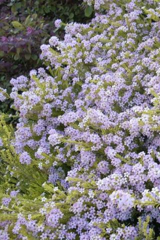 Coleonema pulchrum 'Sunset Gold' - Devil Mountain Wholesale Nursery