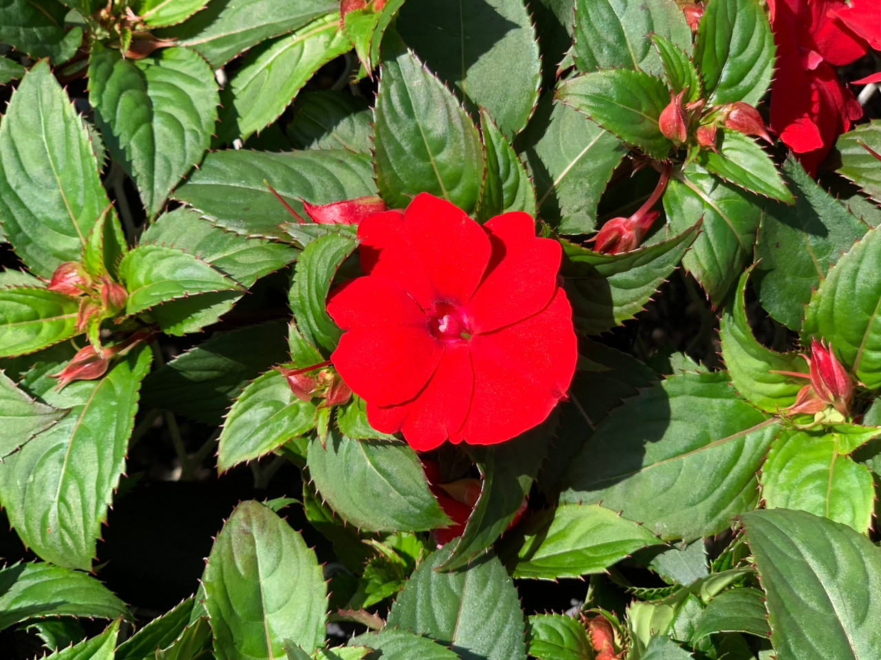 Impatiens Sunpatiens® - Devil Mountain Wholesale Nursery