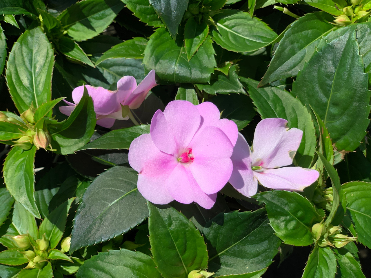 Impatiens Sunpatiens® - Devil Mountain Wholesale Nursery