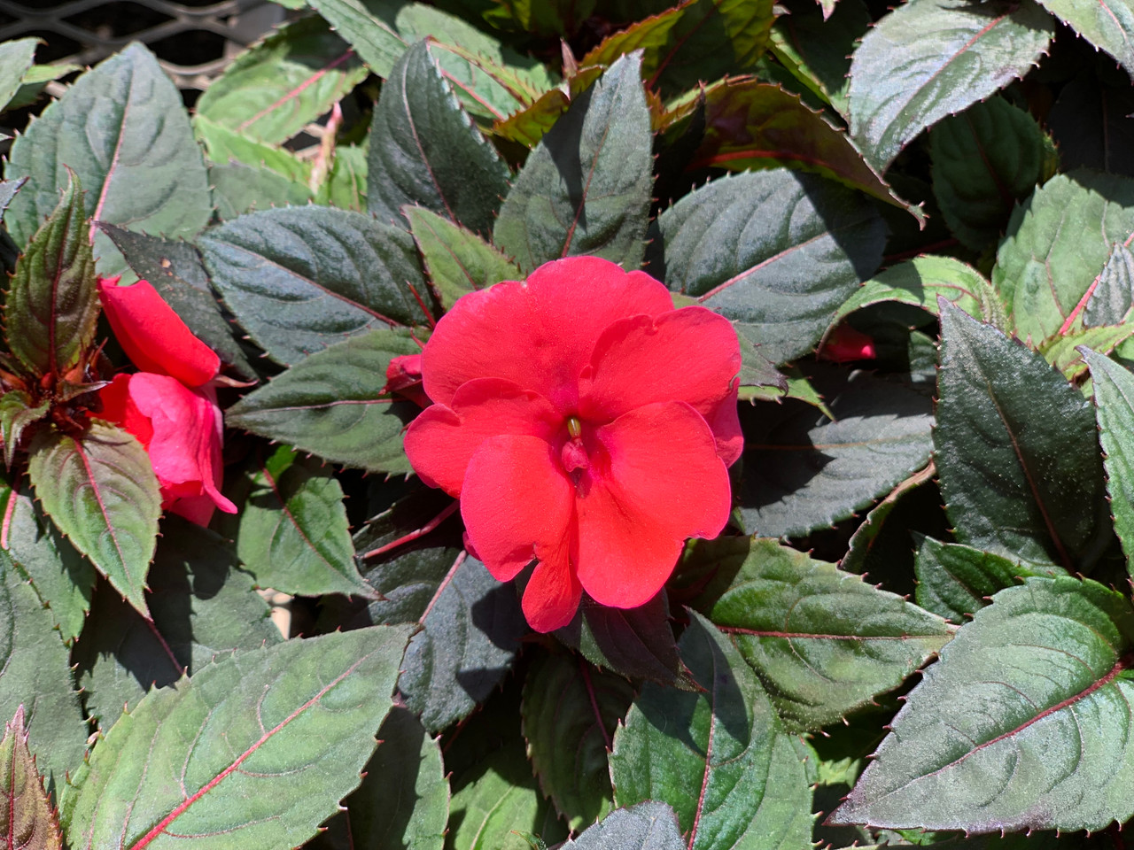 Impatiens Sunpatiens® - Devil Mountain Wholesale Nursery