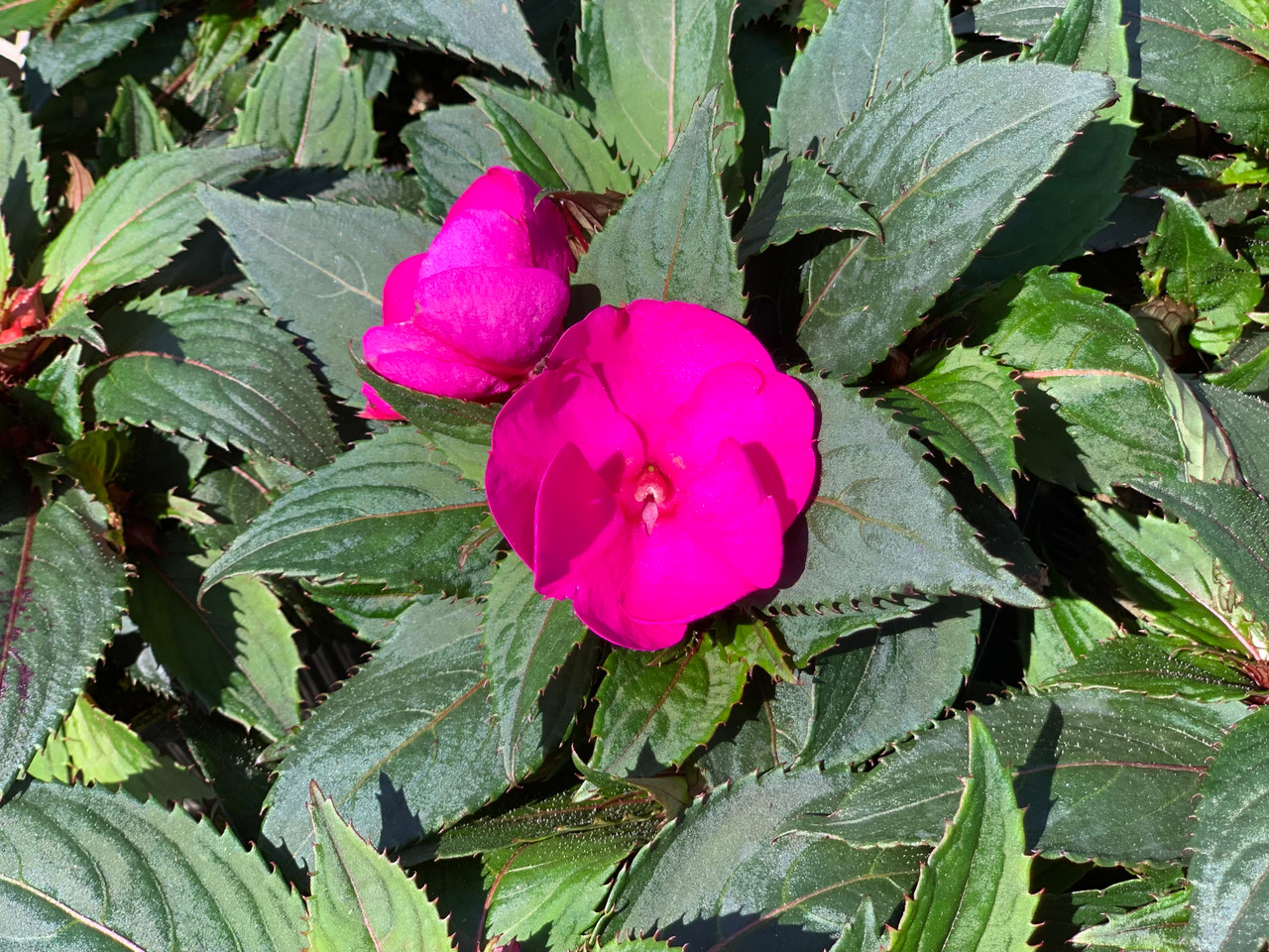 Impatiens Sunpatiens® - Devil Mountain Wholesale Nursery