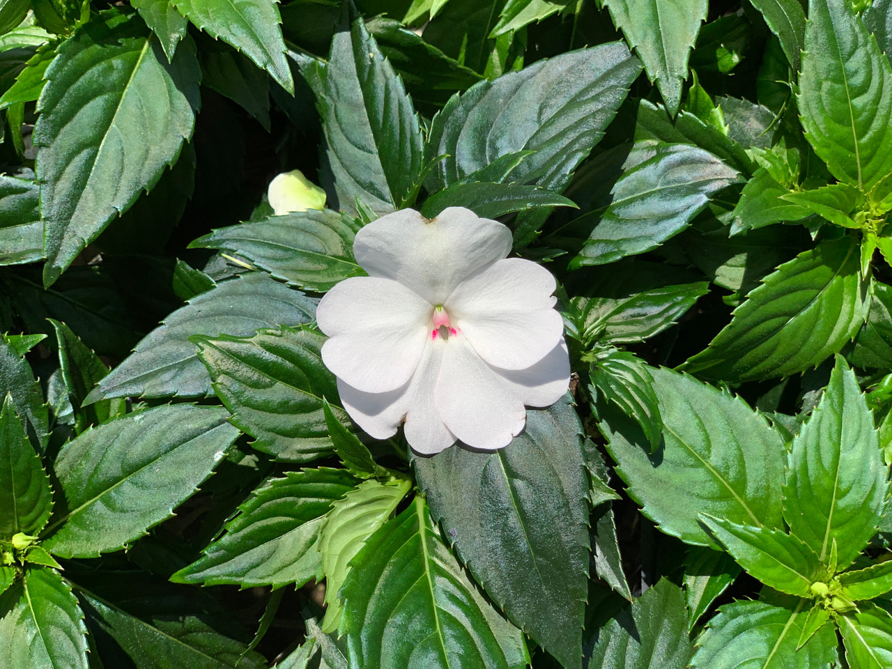 Impatiens Sunpatiens® - Devil Mountain Wholesale Nursery