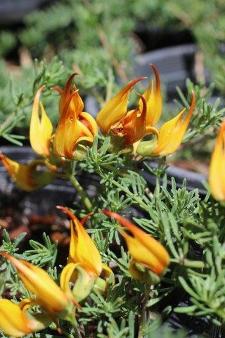 Lotus maculatus 'Gold Flash' - Devil Mountain Wholesale Nursery