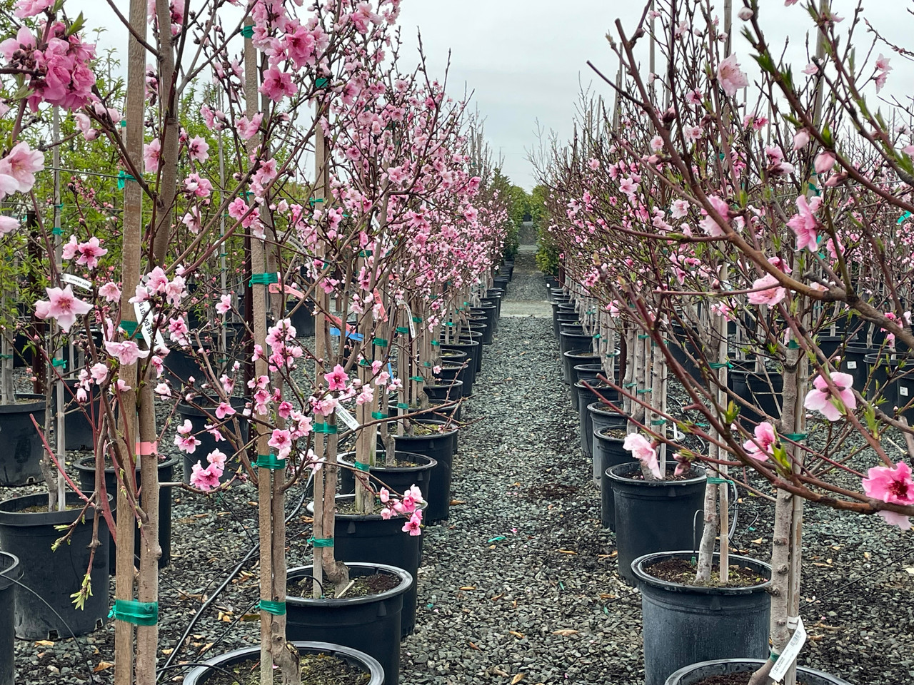 Peach 'Elberta' - Devil Mountain Wholesale Nursery