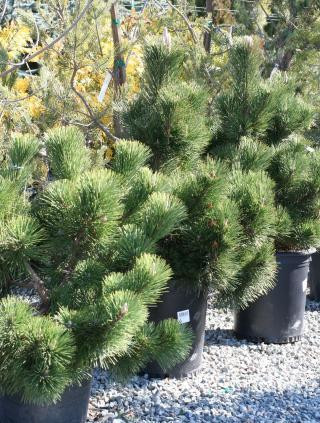 Pinus thunbergii 'Thunderhead' - Devil Mountain Wholesale Nursery