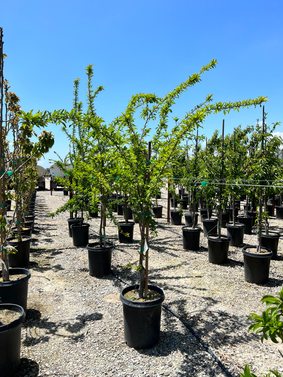 Pluot 'Dapple Dandy' - Devil Mountain Wholesale Nursery