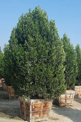 Prunus ilicifolia ssp. lyonii - Devil Mountain Wholesale Nursery