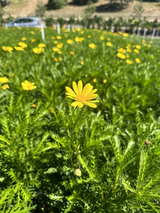 Euryops pectinatus - Devil Mountain Wholesale Nursery